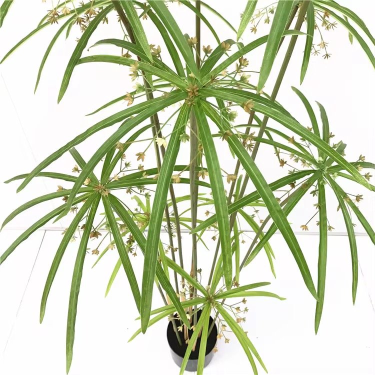 Artificial Papyrus Plant - Touch Home